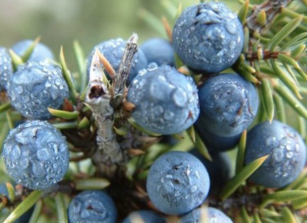 Cura de primavara cu 213 boabe de ienupar - Feminis.ro, inspiratie zi de zi