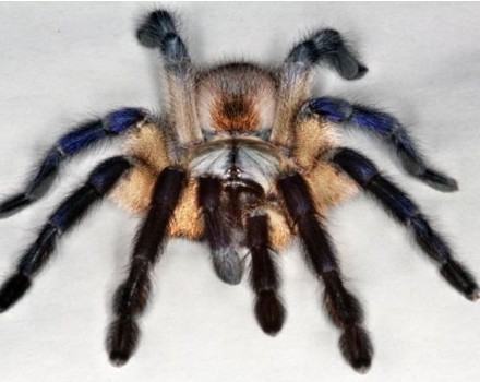 FOTO: Cea mai frumoasa tarantula din lume - Feminis.ro, inspiratie zi de zi