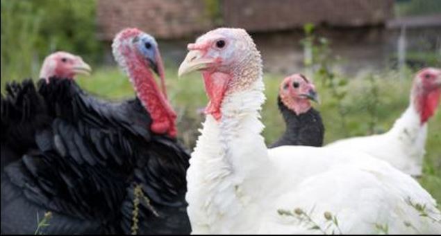 11 lucruri pe care nu le ştiai despre curcani - Feminis.ro, inspiratie ...